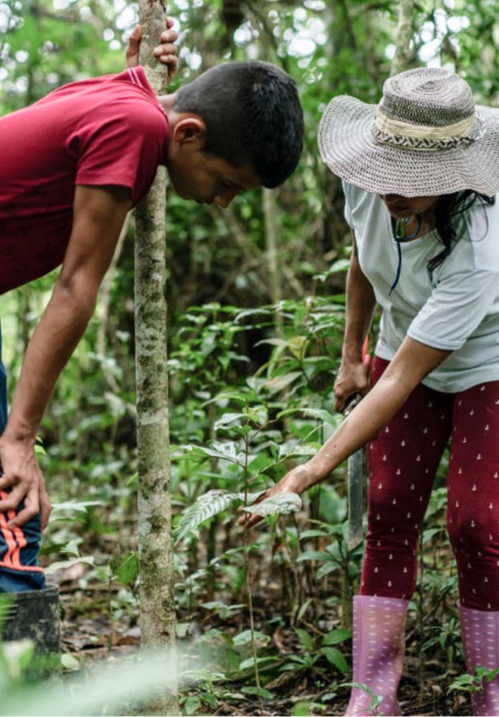 Why is reforestation important in Colombia?